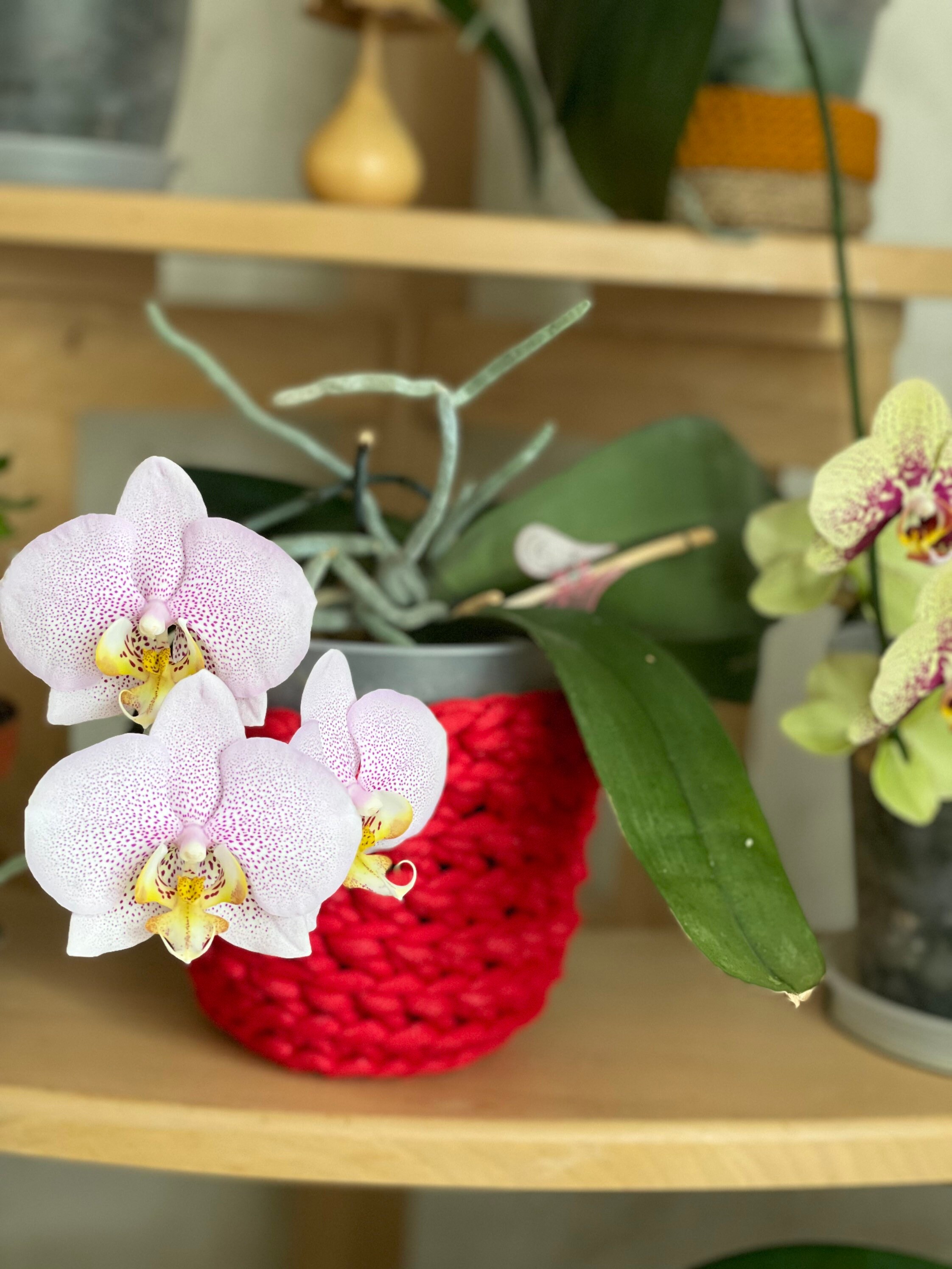 Cache Pot rouge en crochet, France - Etsy France