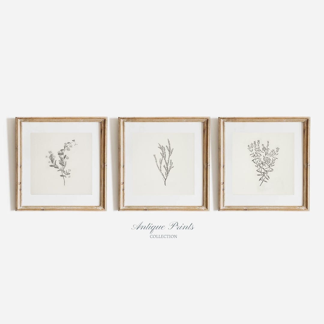 Square Botanical Prints Set of 3, Neutral Branch Drawing, Vintage ...