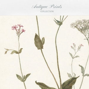 Neutral Botanical Drawing, Vintage Flowers Sketch, Minimalist Floral ...