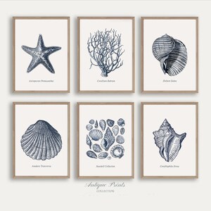 Antique Seashell Drawing, Vintage Seashell Sketch Art, Coastal Gallery ...