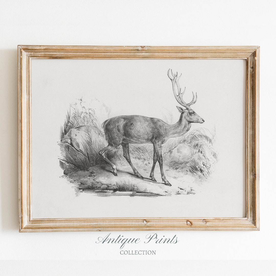 Vintage Deer Sketch, Rustic Deer Drawing, Antique Farmhouse Decor ...