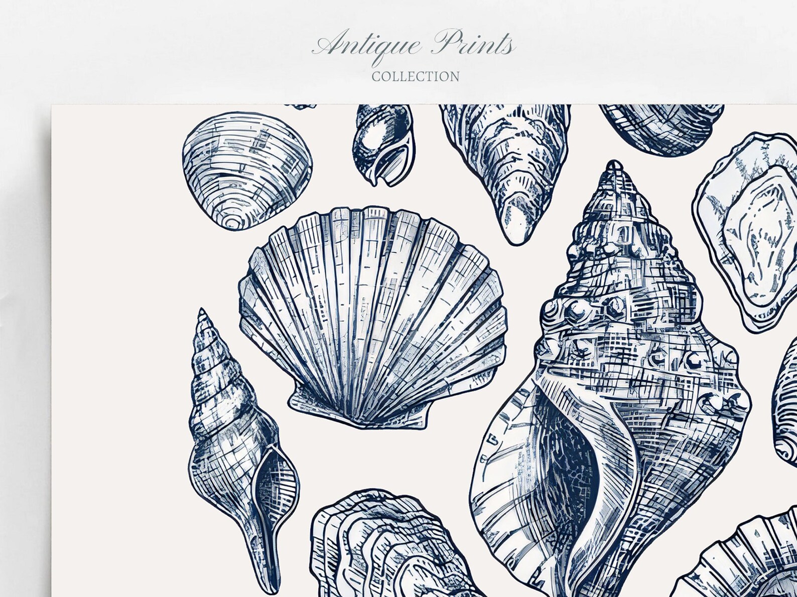 Antique Seashell Drawing, Vintage Seashell Sketch Art, Coastal Painting ...