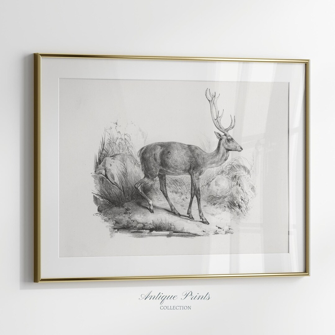 Vintage Deer Sketch, Rustic Deer Drawing, Antique Farmhouse Decor ...