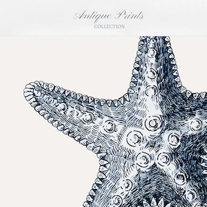 Antique Starfish Drawing, Vintage Seashell Sketch Art, Coastal Painting ...