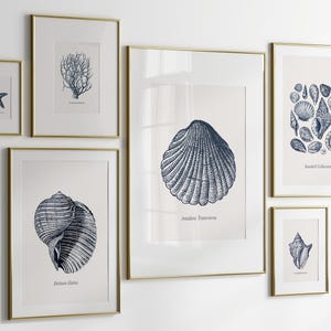 Antique Seashell Drawing, Vintage Seashell Sketch Art, Coastal Gallery ...