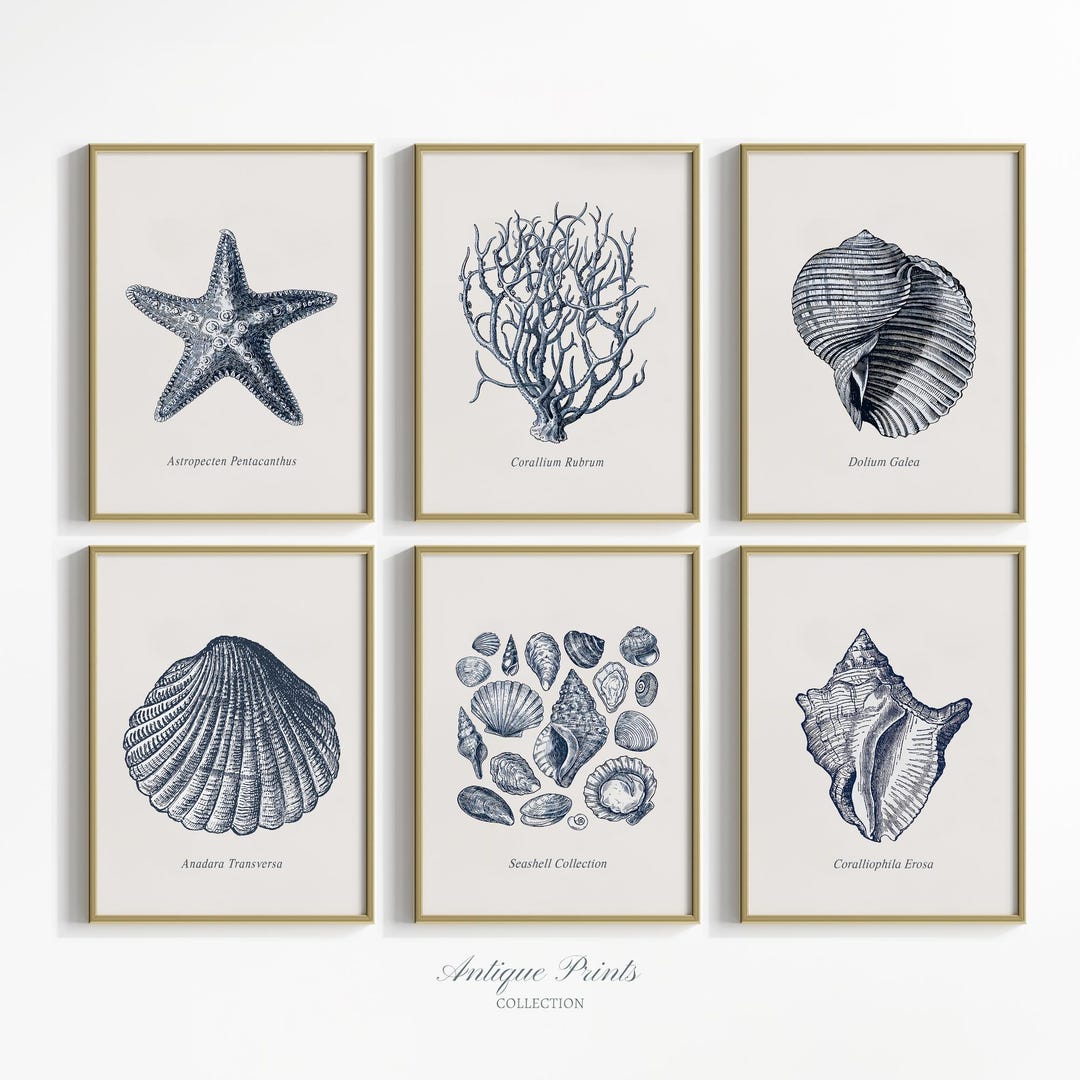 Antique Seashell Drawing, Vintage Seashell Sketch Art, Coastal Gallery ...