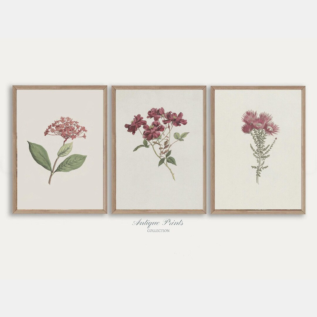 Set of 3 Neutral Flowers Drawing, Vintage Botanical Gallery Wall ...
