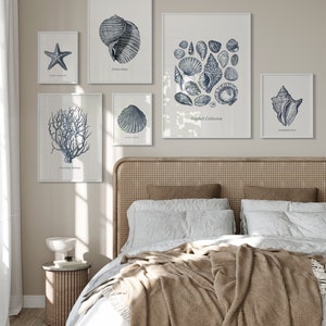 Antique Seashell Drawing, Vintage Seashell Sketch Art, Coastal Gallery ...