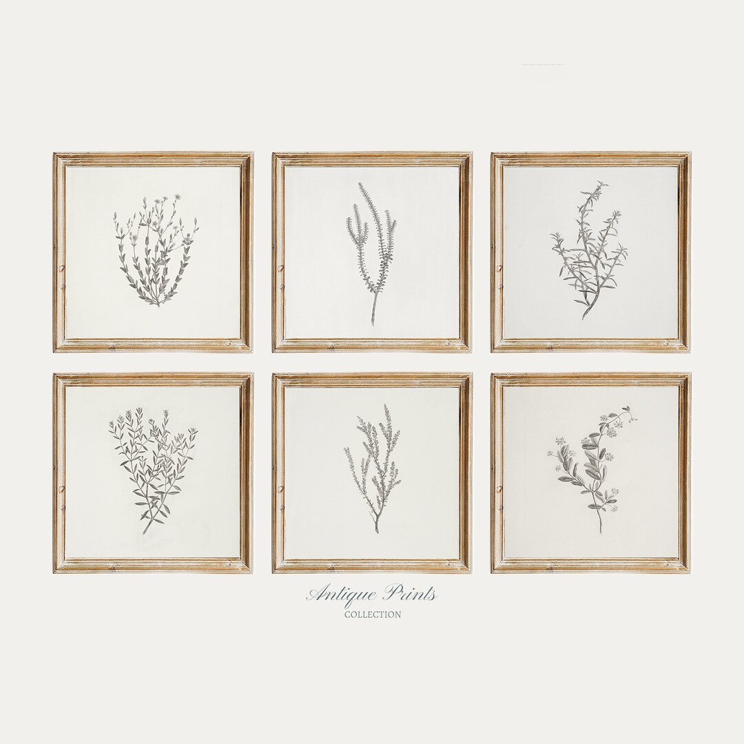 Set of 6 Neutral Branch Square Drawing, Vintage Botanical Gallery Wall ...