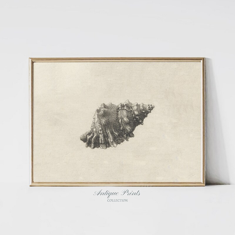 Seashell Print - Etsy