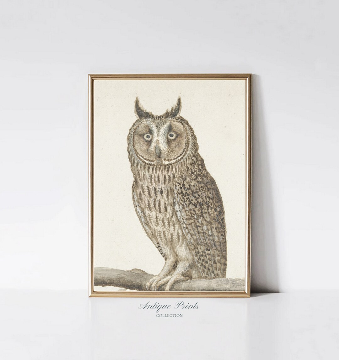 Vintage Owl Drawing, Owl Sketch, Owl Wall Art, Still Life Painting ...