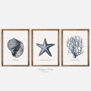 Antique Seashell Sketch Art, Vintage Seashell Drawing, Coastal Gallery ...