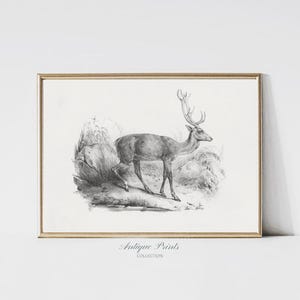 Vintage Deer Sketch, Rustic Deer Drawing, Antique Farmhouse Decor ...