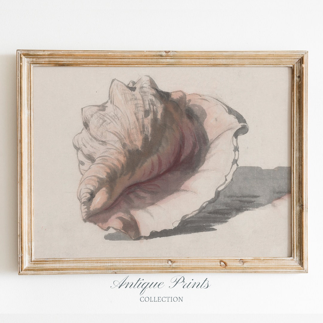Vintage Seashell Drawing, Girl Nursery Wall Art, Antique Seashell ...