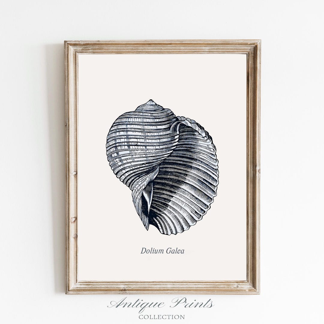 Antique Seashell Painting, Vintage Seashell Drawing, Coastal Wall Art ...