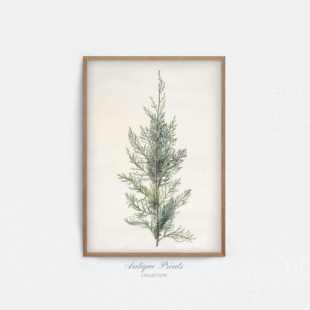 Pine Tree Vintage Drawing, Botanical Sketch Art, PRINTABLE Antique ...