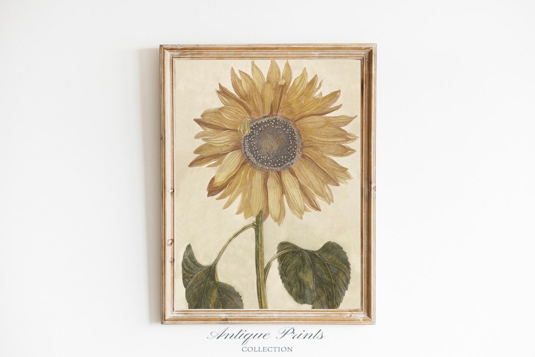 Vintage Sunflower Drawing, Botanical Wall Art, Antique Sunflower Sketch ...