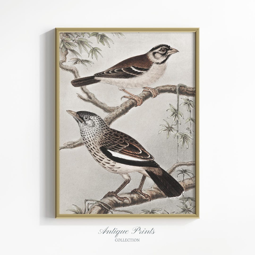 Vintage Birds Sketch Art, PRINTABLE Antique Birds Drawing, Neutral ...