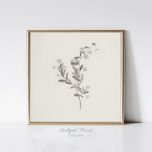 Set of 6 Neutral Branch Square Drawing, Vintage Botanical Gallery Wall ...