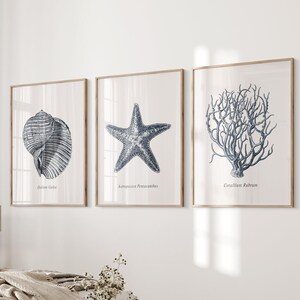 Antique Seashell Sketch Art, Vintage Seashell Drawing, Coastal Gallery ...