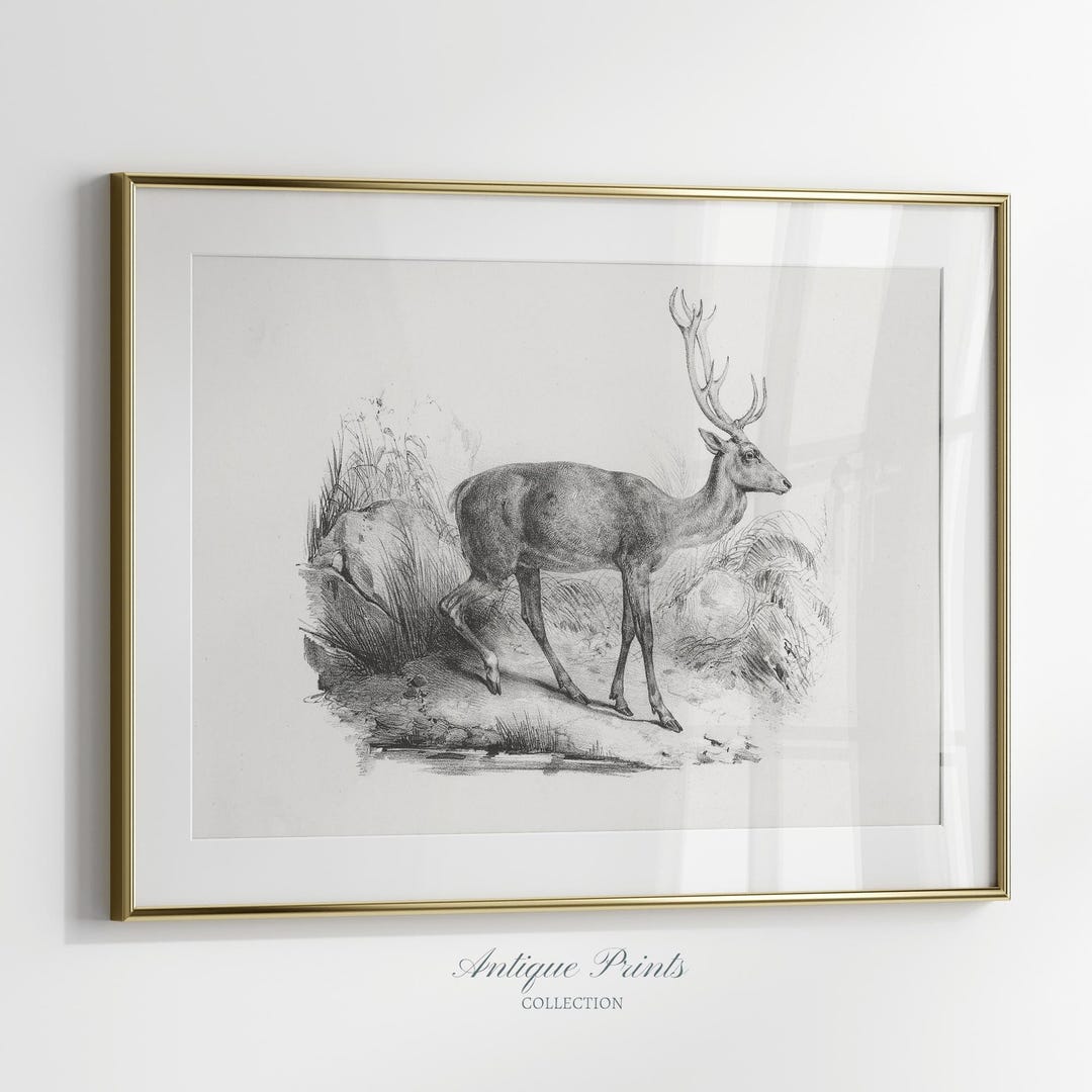 Vintage Deer Sketch, Rustic Deer Drawing, Antique Farmhouse Decor ...