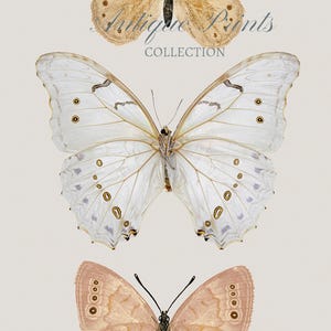 Vintage Butterfly Art Print, Cottagecore Neutral Decor, Digital ...