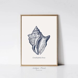 Antique Seashell Drawing, Vintage Seashell Sketch Art, Coastal Gallery ...