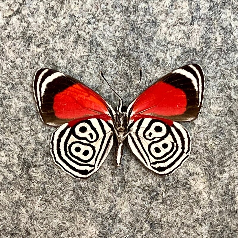 Diaethria Clymena - Etsy