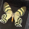 Oberthür's Silkmoth, Loepa Oberthuri, Rare, Mounted (wings Spread) and ...