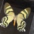 Oberthür's Silkmoth, Loepa Oberthuri, Rare, Mounted (wings Spread) and ...
