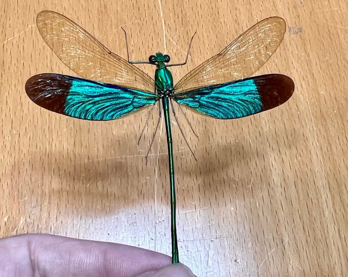 Green Metalwing Damselfly Neurobasis Chinensis Florida - Etsy