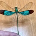 Green Metalwing Damselfly, Neurobasis Chinensis Florida, Mounted ...