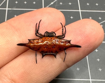 Golden Orb-weaver Spider, Nephila Vitiana, Female, A1, UNMOUNTED, Dried ...