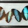 The Blue Adonis Morpho Butterfly, Morpho Adonis or M. Marcus Marcus, Mounted in a Riker Mount ...