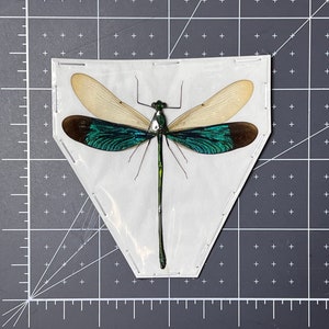 Green Metalwing Damselfly, Neurobasis Chinensis Florida, Mounted ...