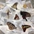 The Blue Buckeye Butterfly, Junonia Rhadama, Unmounted (wings FOLDED ...