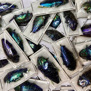 Malagasy Jewel Beetle, Polybothris Sumptuosa Gema, UNMOUNTED, Real ...