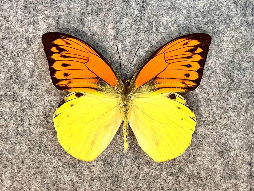 Vibrant Sulphur Butterfly, Hebomoia Leucippe Daemonis, UNMOUNTED (wings ...