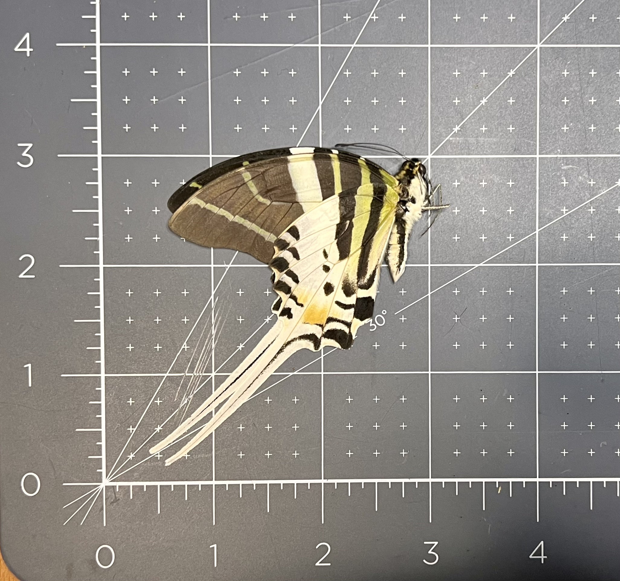 Giant King of Swordtails Butterfly Graphium Androcles - Etsy