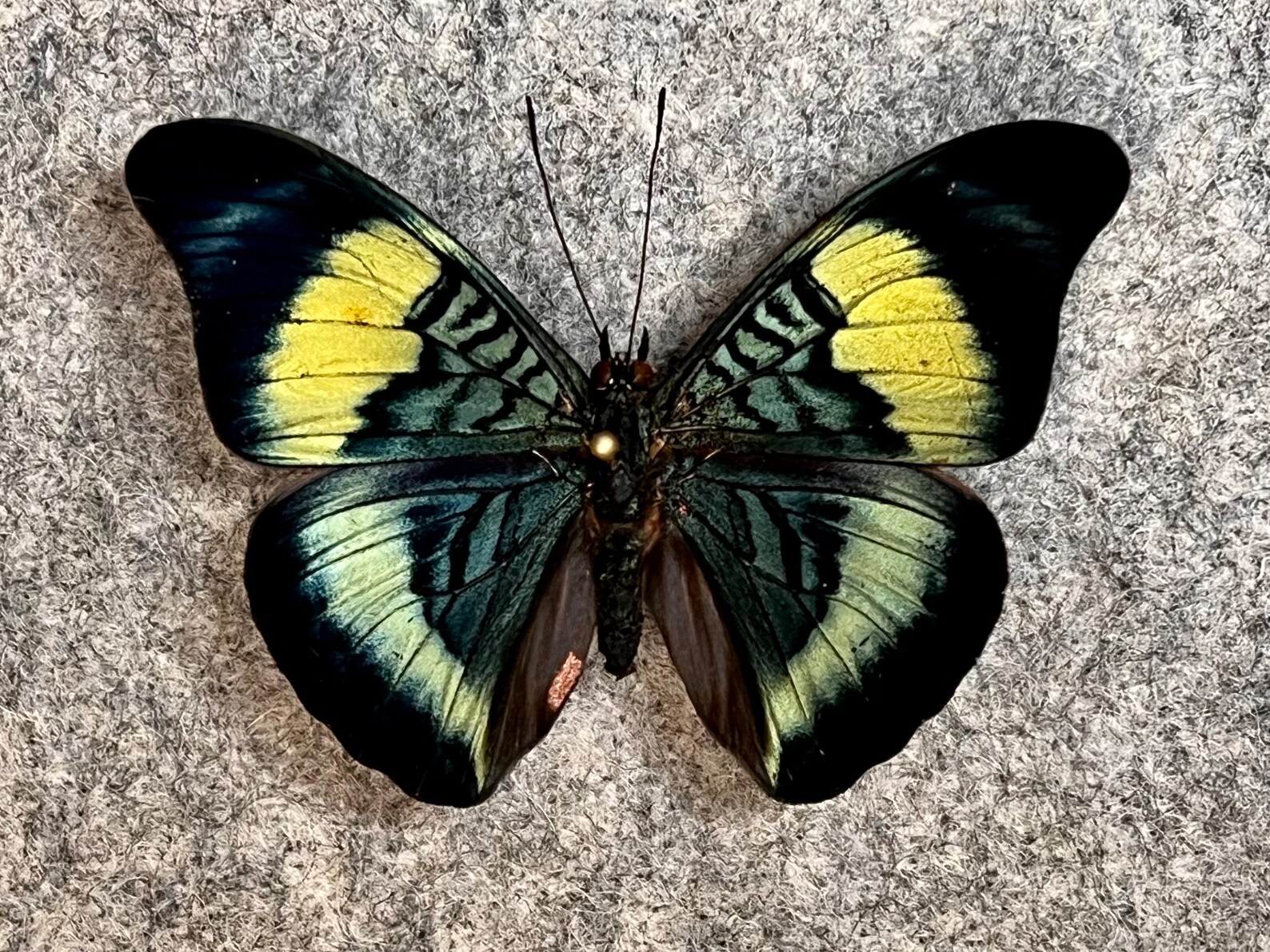 Red Flasher Butterfly, Panacea Prola, UNMOUNTED (wings Folded ...