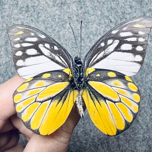 Spotted Sawtooth Butterfly, Prioneris Thestylis, UNMOUNTED (wings ...