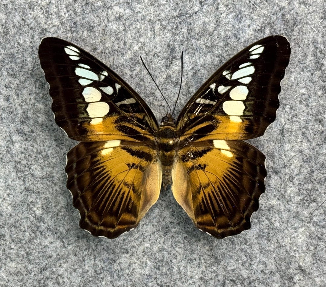 Parthenos Sylvia, the Clipper Butterfly, UNMOUNTED (wings Folded ...