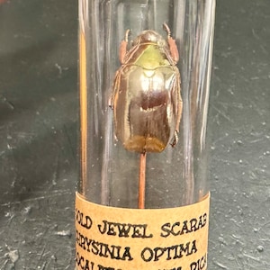 Rare Gold Jewel Scarab Beetle, Chrysina Optima, in a Bell Jar, Cloche ...