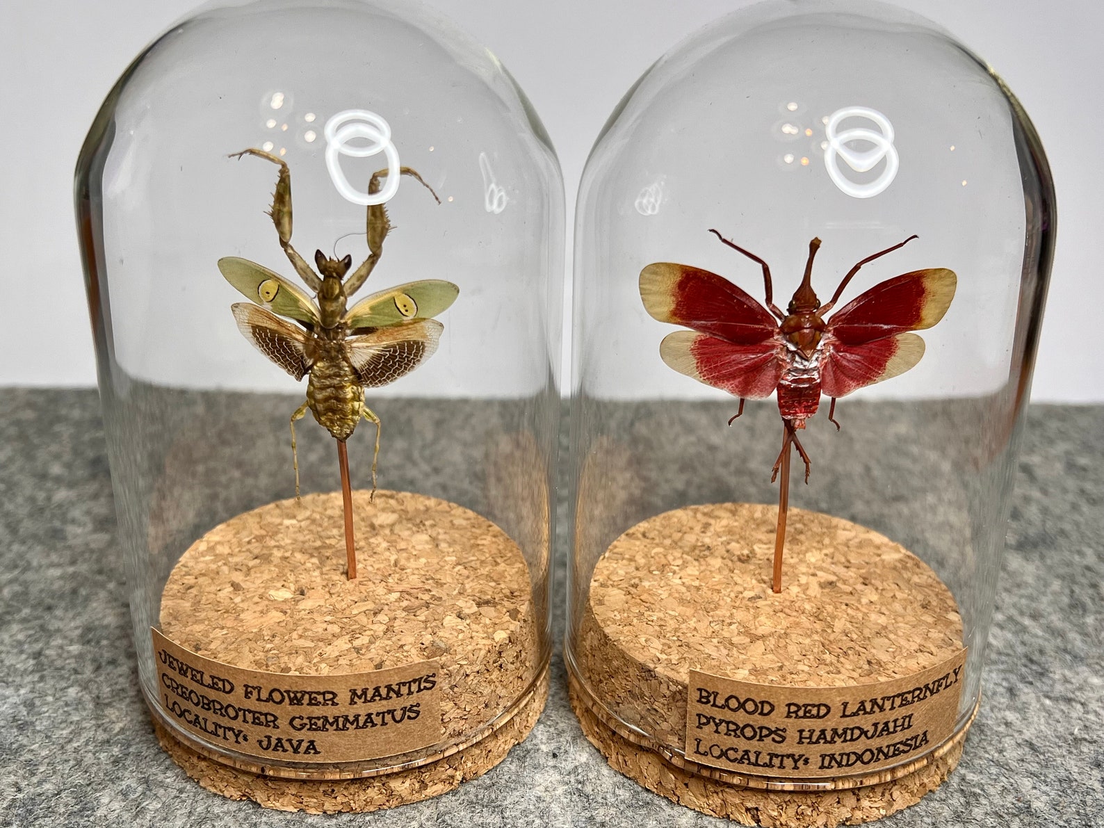 Large Size Real Dried Insect Beetle Bug in a Bell Jar - Etsy