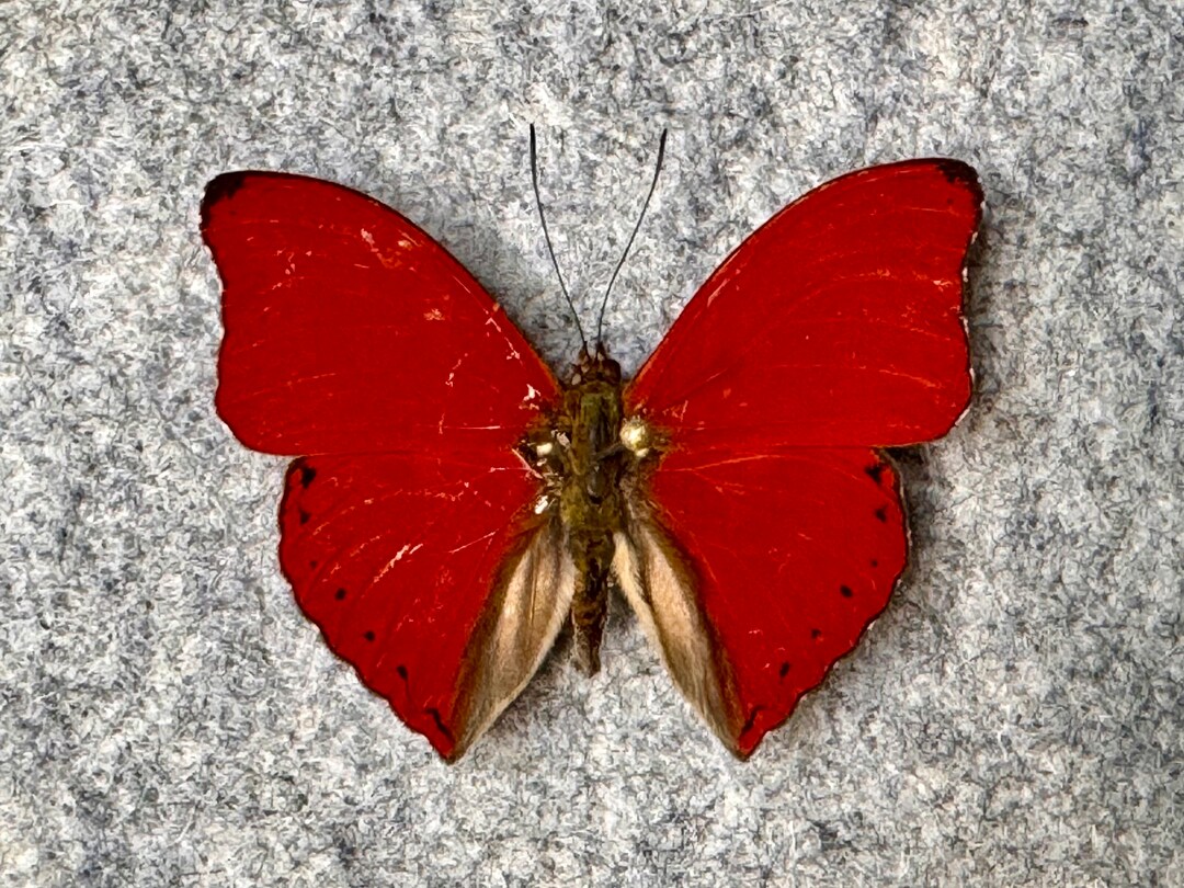 Blood Red Glider Butterfly, Cymothoe Sangaris, Wings Folded or Mounted ...