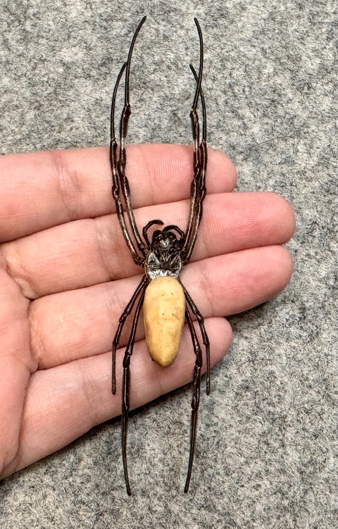 Golden Orb-weaver Spider, Nephila Vitiana, Female, A1, UNMOUNTED, Dried ...