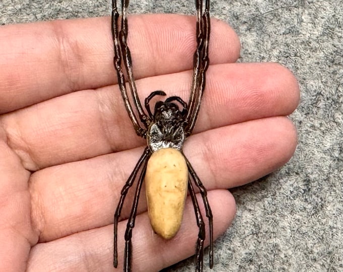 Deathtaxusa • #90 - Real Dried Mummified Dried Wind Solifugid Scorpion ...