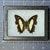 Rare Purple Spotted Phantom Butterfly, Cithaerias Pyropina, Mounted ...