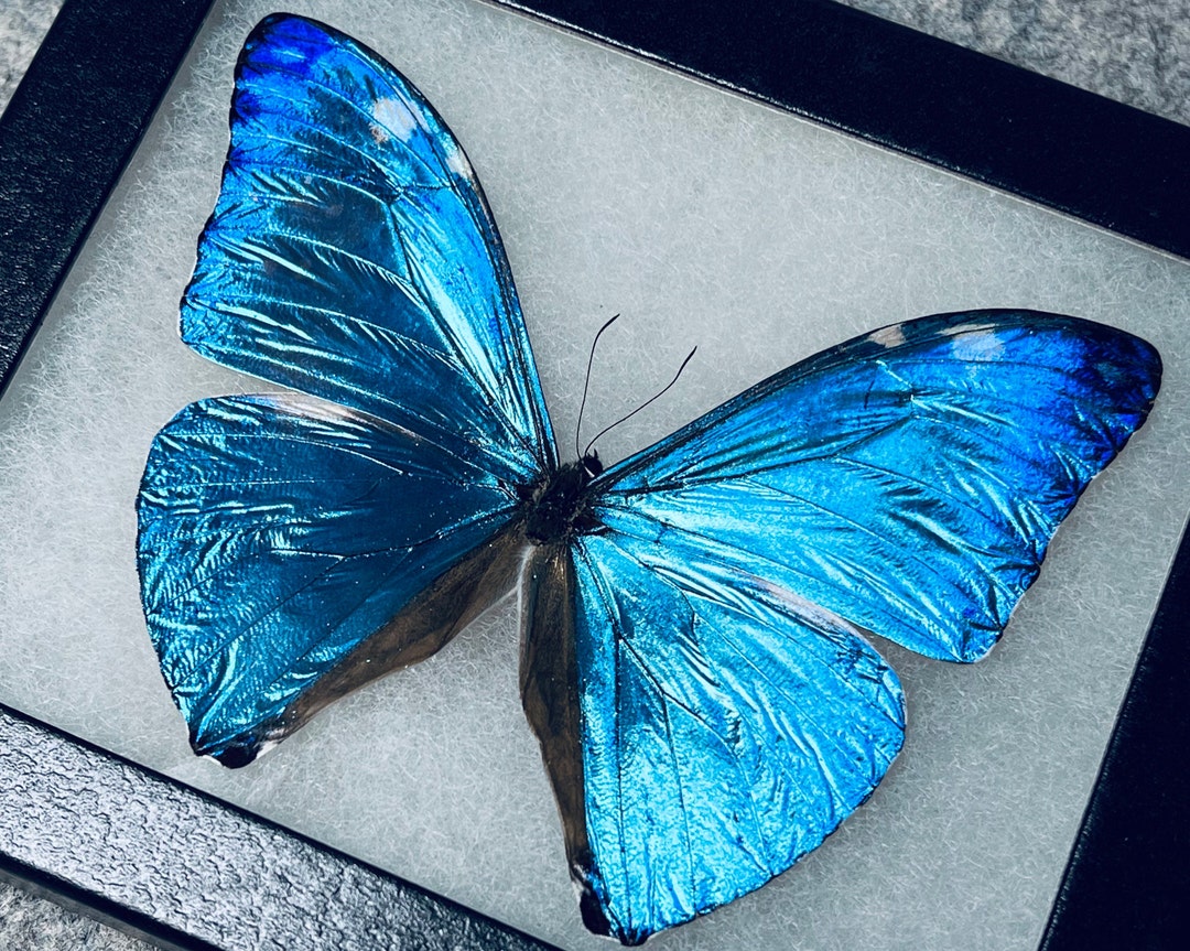 The Blue Adonis Morpho Butterfly, Morpho Adonis or Morpho Marcus, Male, Mounted in a Riker Mount ...