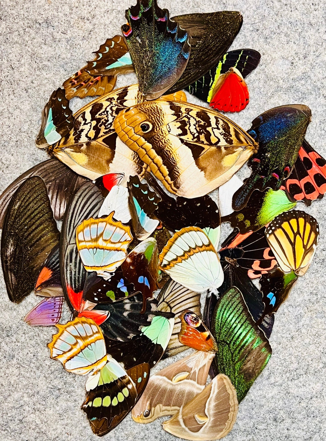 Lot of 25, Real Mixed Butterfly and Moth WINGS, A1-A- (near Perfect) or ...